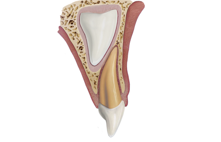 primary-teeth – Dental Trauma Guide